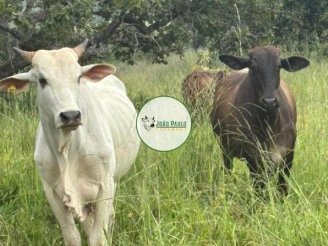 Fazenda a venda em Unaí MG 268 Hectares Curral Casa sede confortável Cercada com arame liso