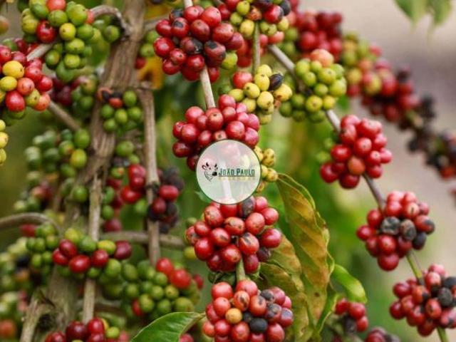 Fazenda a venda em Uberlândia MG 78 Hectares Cafe e pecuaria
