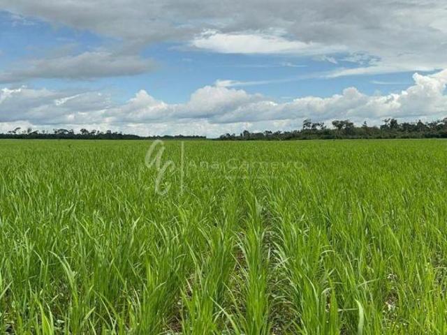FAZENDA À VENDA – MT União do Norte | 80 km de Matupá/MT