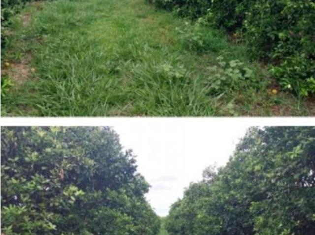 Fazenda à venda no município de Santa Rosa de Viterbo