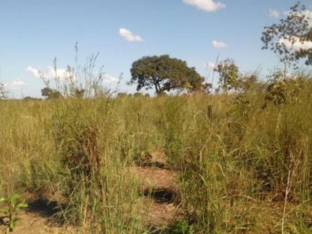 FAZENDA A VENDA NA PECUARIA