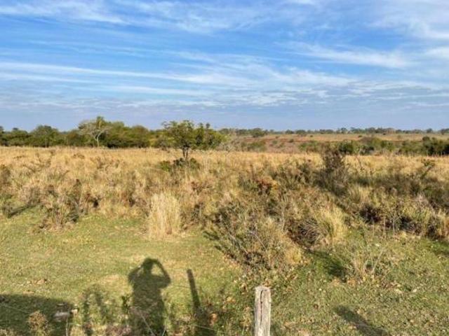 FAZENDA A VENDA NA PECUARIA MAS DUPLA APTIDÃO
