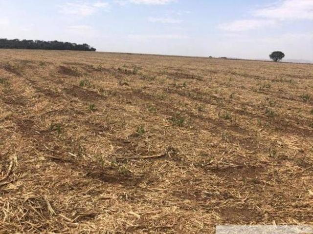 FAZENDA À VENDA NA REGIÃO DE CASA BRANCA/SP. COM 120 ALQUEIRES DE ÁREA TOTAL, COM CANA, PASTO E BENF