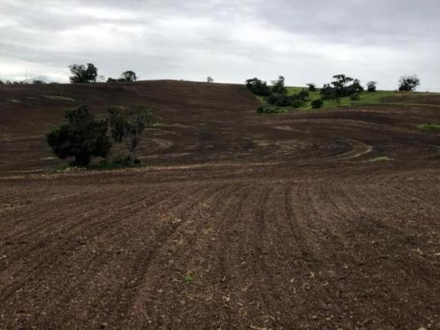 FAZENDA A VENDA NA REGIÃO DE ITAPETININGA/SP. COM 41 ALQUEIRES, TOPOGRAFIA ONDULADA, TERRA MISTA A V