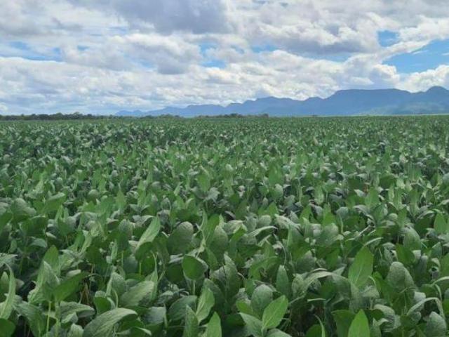 FAZENDA A VENDA NA REGIÃO DE JANGADA MT!