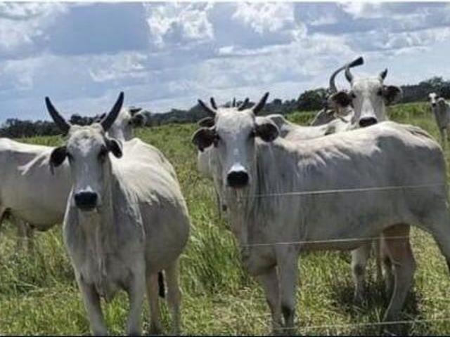 Fazenda à Venda próximo a São Felix do Araguaia MT