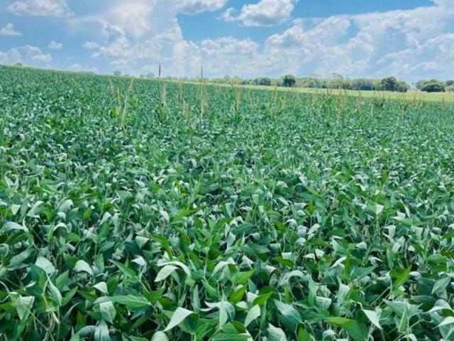Fazenda Agricultavel em Rochedo MS – Escuta.
