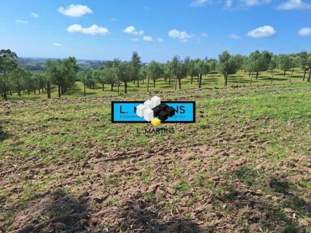 Fazenda Área Rural em Sentinela do Sul RS Oliveiras, Lavoura, Pecuária
