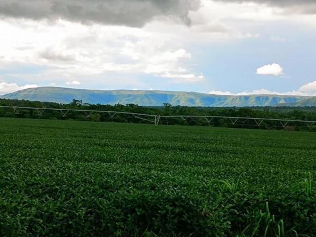 Fazenda, Buritis, Buritis, MG