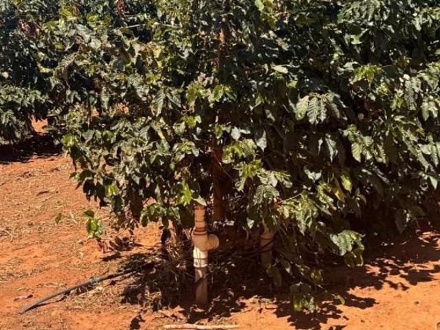 Fazenda cafeeira à venda em Divinolândia/SP