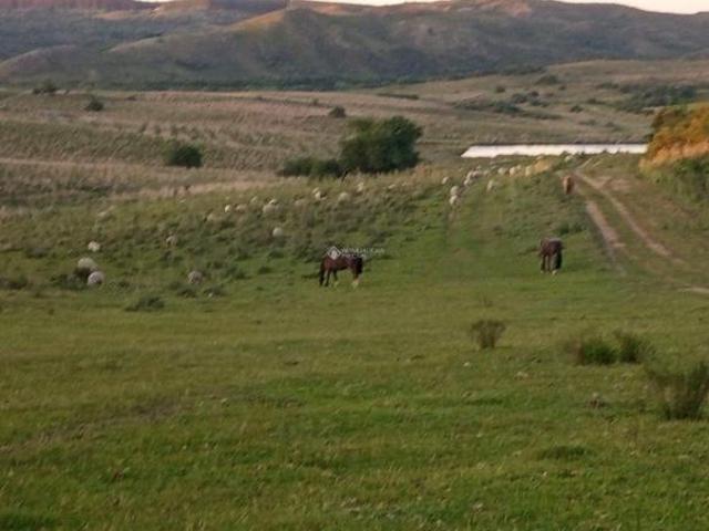 fazenda casas 432 hectartes plantação soja e criação gado e ovino, rio, sanga e açudes
