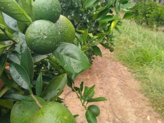 Fazenda, Centro, Franca, SP