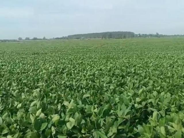 FAZENDA COM 42 HECTARES – ÁREA AGRÍCOLA PRODUTIVA
