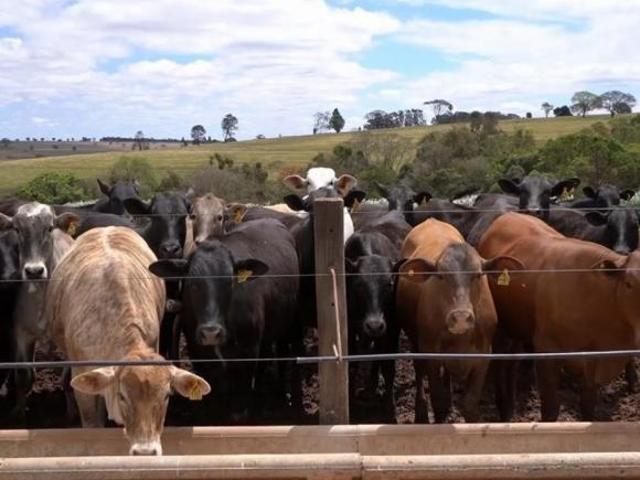 Fazenda com 40 Alqueires Paulista em Avaré SP