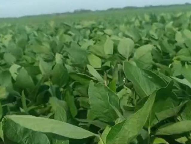 Fazenda com 47 Hectares + Estrutura Completa de Silos e Secador à Venda em Capivari do Sul/RS