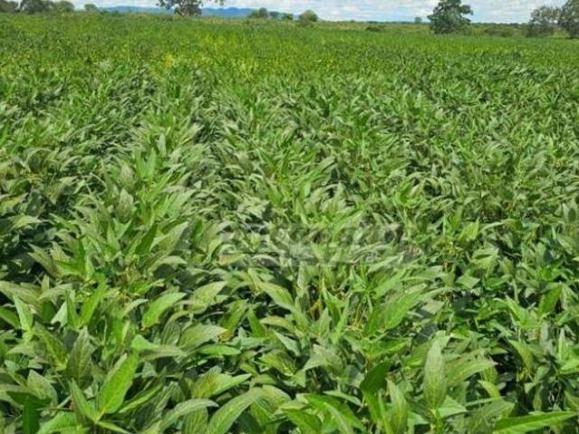 Fazenda com 4 dormitórios à venda, 22280000 m² por R$ 70.700.000,00 Zona Rural São João da Alian