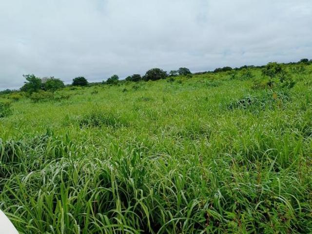 FAZENDA COM 4.262 HECTARES EM COCALINHO MT