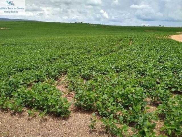FAZENDA COM 500HA PRA SOJA IRRIGADA JA COM OUTORGA DE ÁGUA