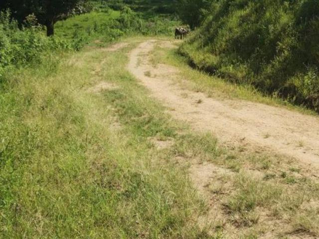 Fazenda com 50 alqueires de pasto