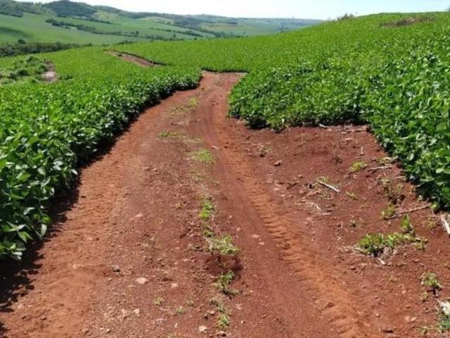 Fazenda com 57 alqueires plantando 46 Solo roxo alta fertilidade, Engenheiro Beltrão PR