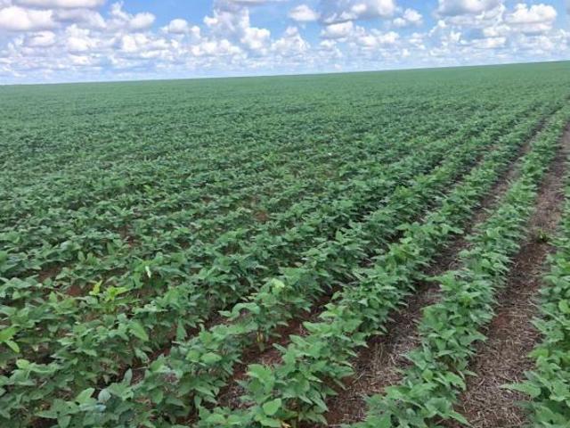 Fazenda com 13.534 há à venda em Sinop MT