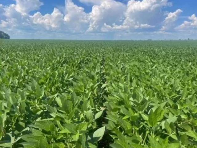 FAZENDA COM 13.800 HÁ. NA REGIÃO DO XINGU MT