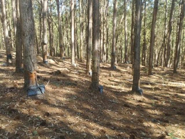 Fazenda com 100 alqueires de pinus à venda em Itapirapuã Paulista/SP: oportunidade única!