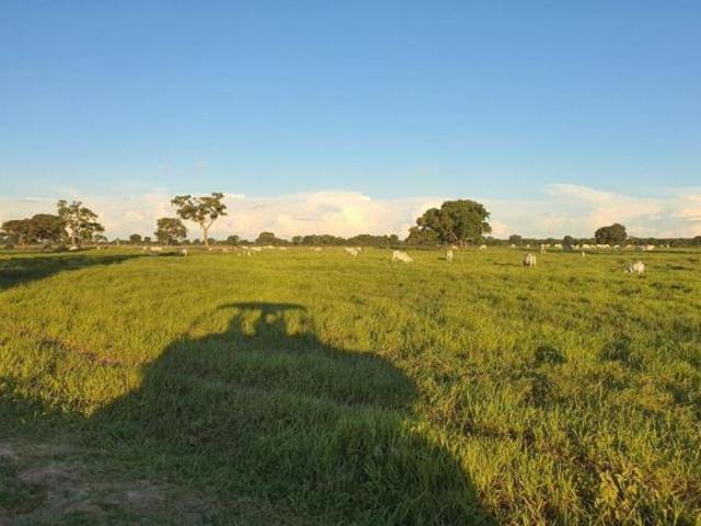 FAZENDA COM 15.000 HÁ NA PECUÁRIA EM RIO NEGRO/MS