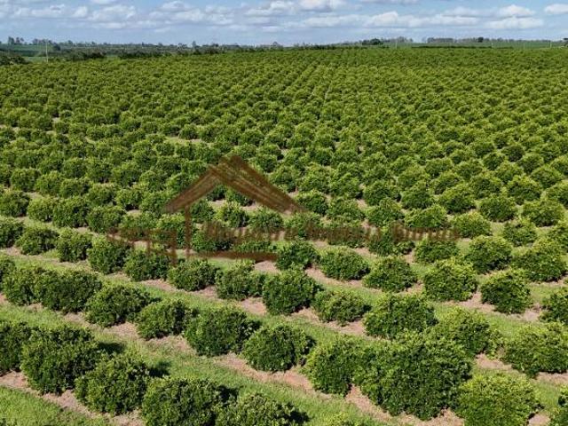 Fazenda com 197 alqueires na região de Avaré SP