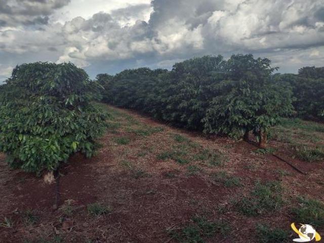 FAZENDA COM 205HEC PRA CAFÉ BEIRA RIO DOURADOS
