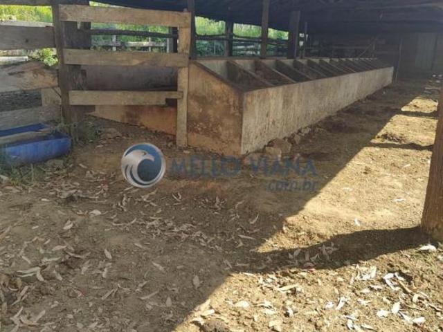 Fazenda com 239 hec Plantio de eucalipto