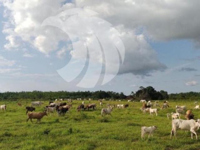 Fazenda com 25 Alqueires aberto aproveitável a Venda na Cidade de Juquia