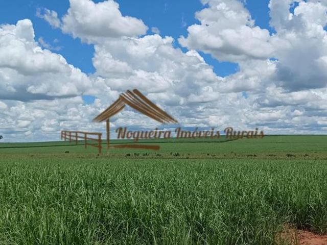 Fazenda com 280 alqueires, plantado cana