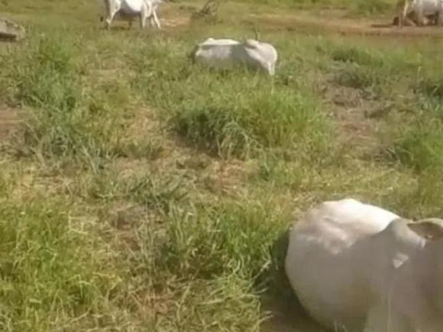 Fazenda com 3 dormitórios à venda, 3218600 m² por R$ 11.000.000 Sapé I Caçapava/SP