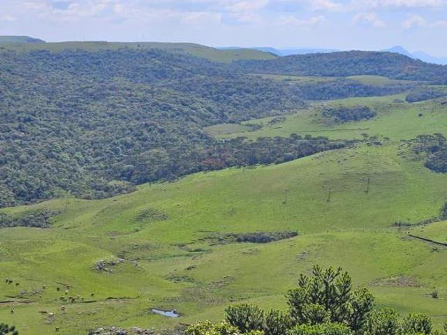 Fazenda com cânion próprio, 985 há na Serra Gaúcha!