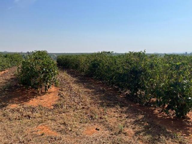 FAZENDA COM CAFÉ NA REGIÃO DE SANTA LUZIA DOS BARROS