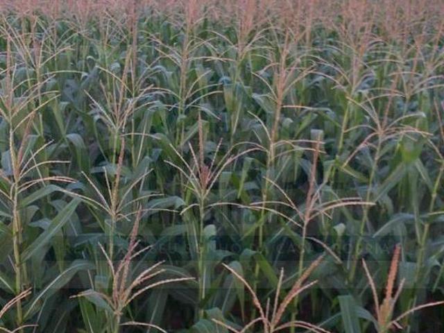 FAZENDA COM DIVIDA EM BANCO