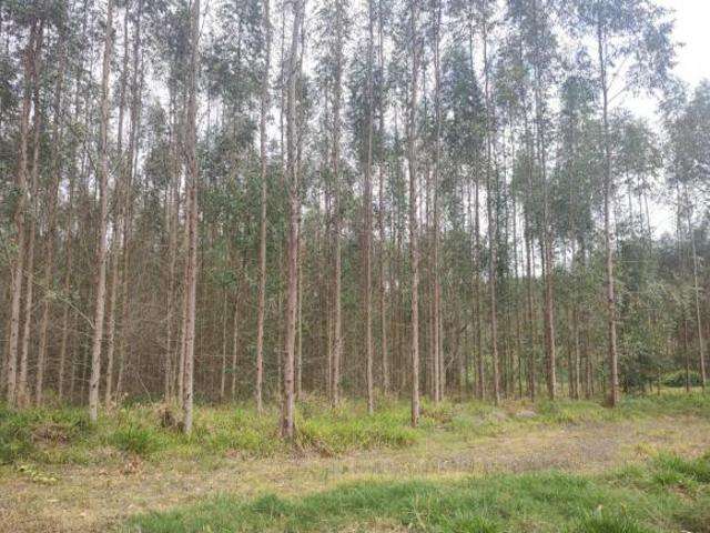 FAZENDA COM EUCALIPTO A VENDA NA REGIÃO DE BOTUCATU SP* ? Área Total: 98,7 Alqueires ou 239 He
