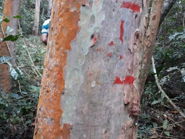 FAZENDA COM EUCALIPTO A VENDA NO ESTADO DE MINAS GERAIS ? ÁREA TOTAL 1.214,67 HECTARES 420 H
