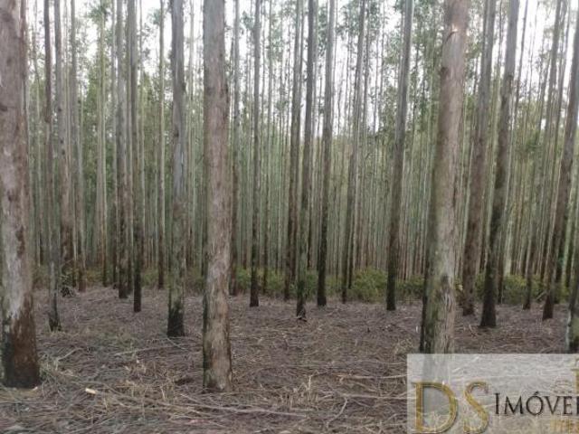 FAZENDA COM EUCALIPTO A VENDA NO ESTADO DE SÃO PAULO, COM ÁREA TOTAL DE 216 ALQUEIRES, 130 ALQUEIRES