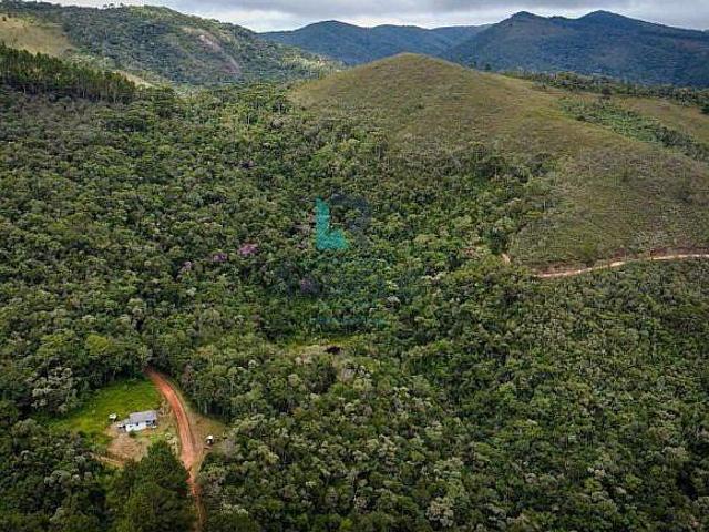 FAZENDA COM EUCALIPTOS, PINUS E ARAUCÁRIAS EM DELFIM MOREIRA