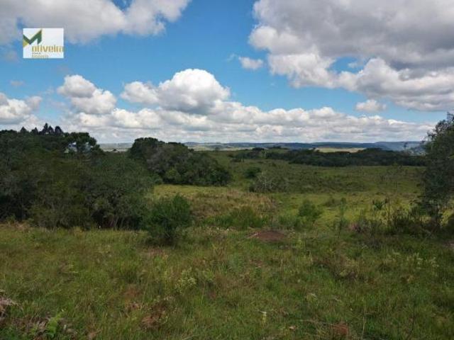 Fazenda com Pinus!