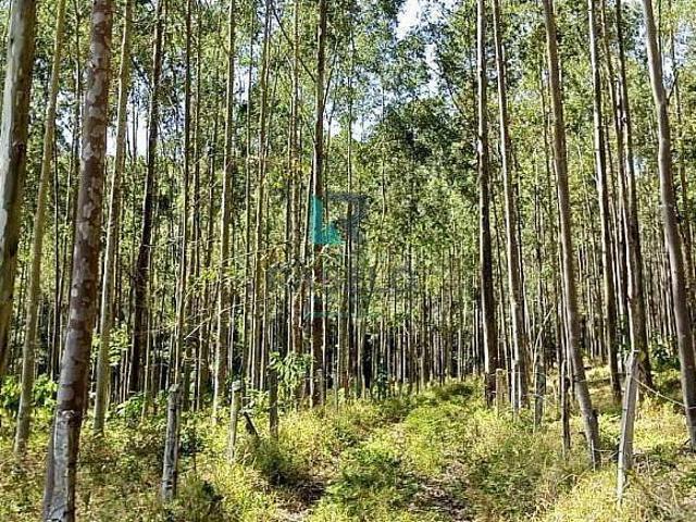 FAZENDA COM PLANTAÇÃO DE EUCALIPTOS EM NATIVIDADE DA SERRA