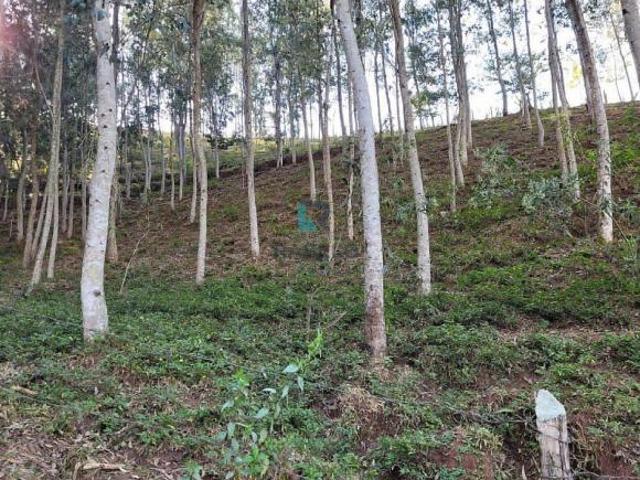 FAZENDA COM PLANTAÇÃO DE EUCALIPTOS EM BRAZÓPOLIS MG