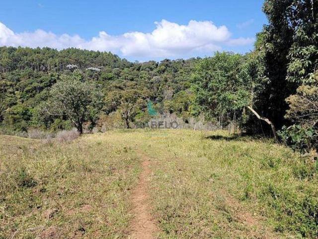 FAZENDA COM PLANTAÇÃO DE EUCALIPTOS EM BRAZÓPOLIS MG