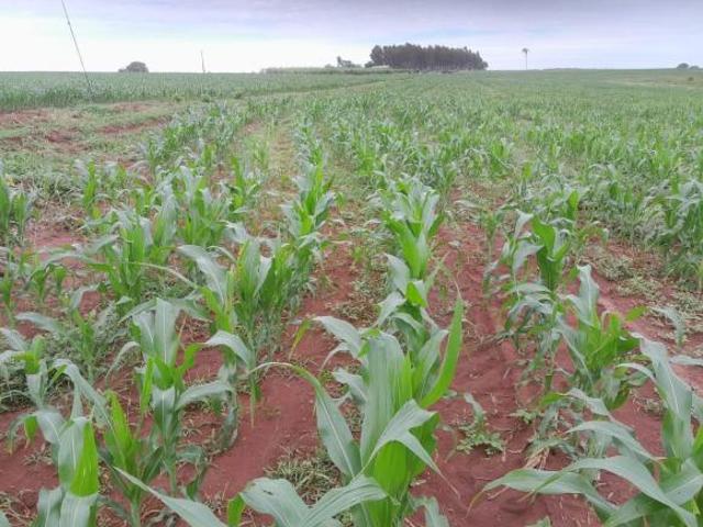 Fazenda Completa com Estrutura de Alto Nível à Venda em Anastácio – MS 1.234 hec
