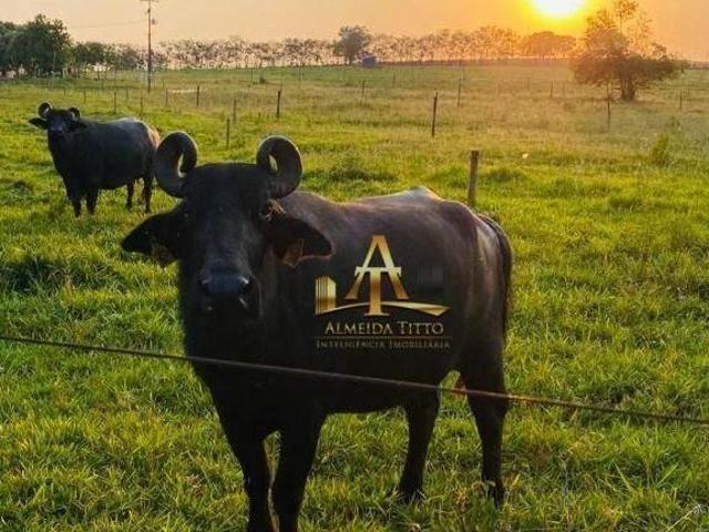 Fazenda de Búfalos à Venda na Região de Itaporanga SP