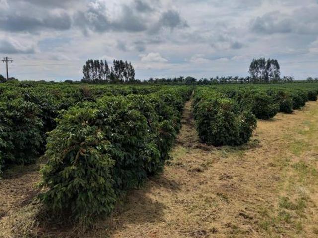 Fazenda de Café 60 Alqueires Contendo 550 mil Pés de café Planta mais 100 mil Pés Terra Roxa da Melh