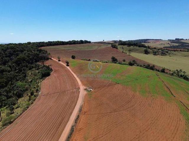 Fazenda de Café em Divinolândia SP | 206ha Alta Produção