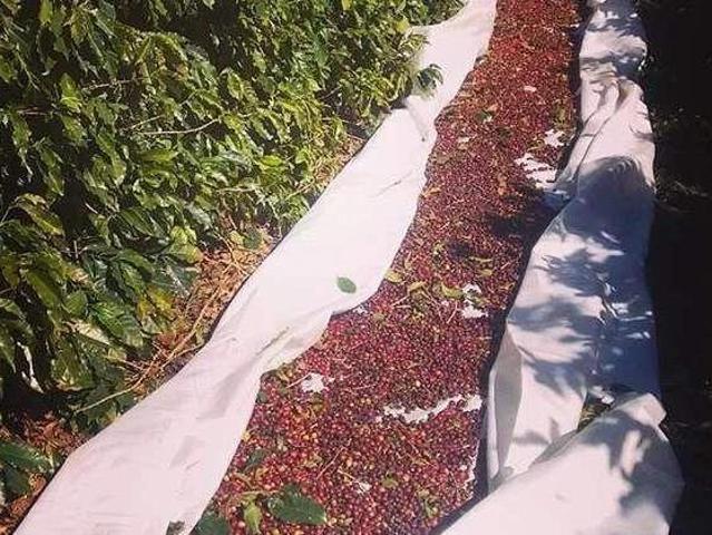 Fazenda de café especial no Sul de MG com produção premium e potencial de valorização